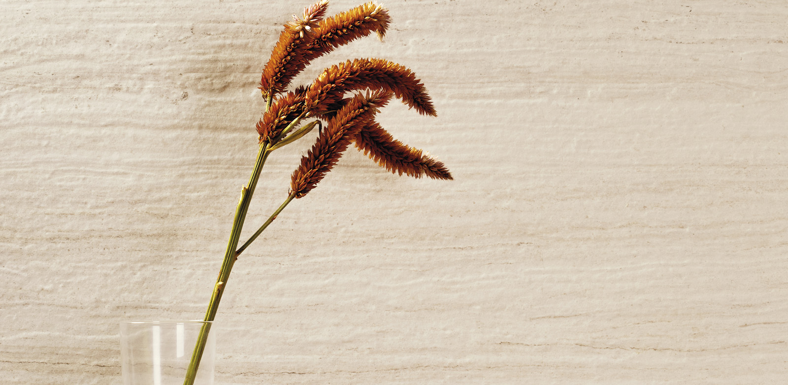 Monterrey Tile Company - Shop Beige products today!