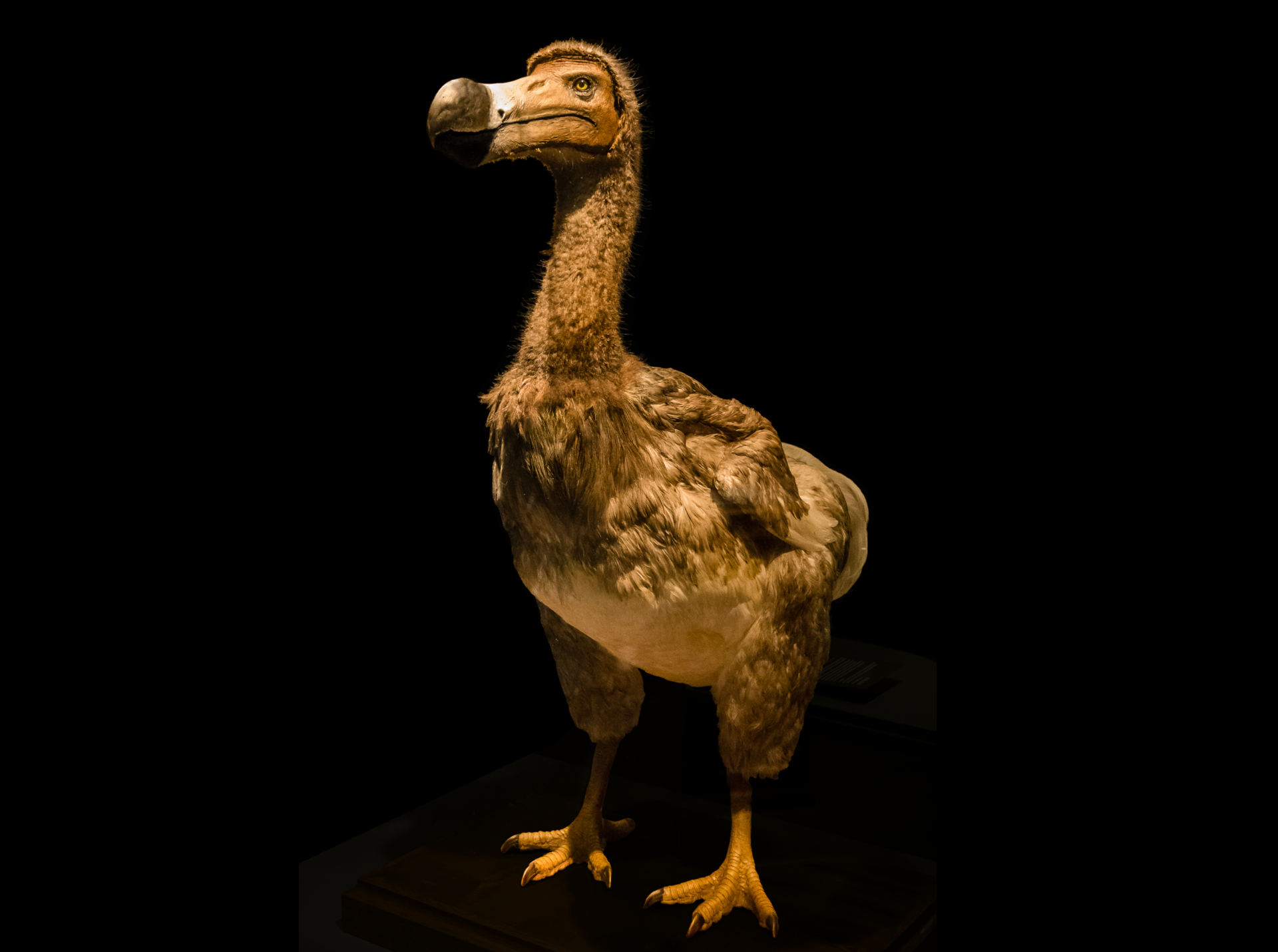De Nederlanders en het bekendste uitgestorven dier ter wereld: De dodo ...