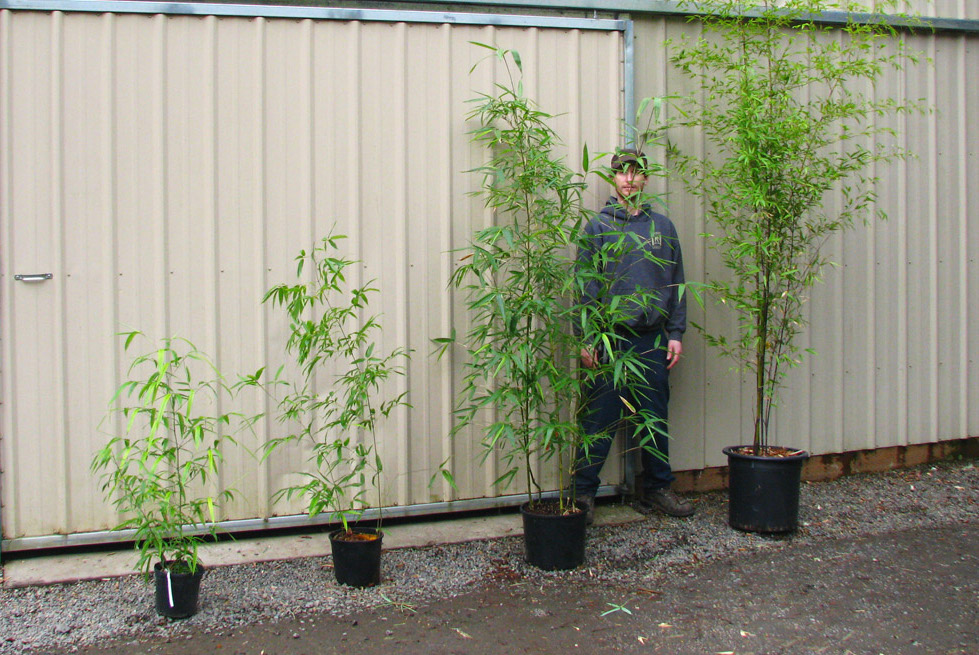 Bamboo Price List | Bamboo Garden