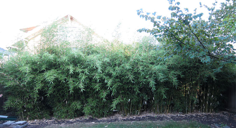 Bamboo Types | Browse Bamboo Garden