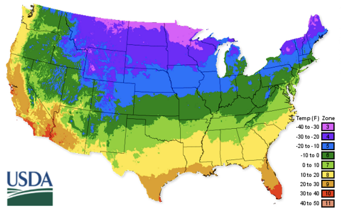 Cold Hardy Bamboo | Bamboo Garden