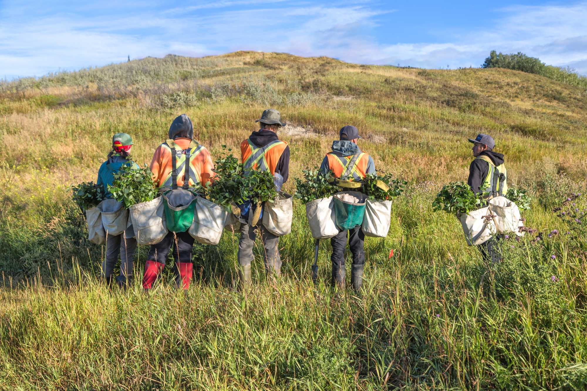 Project Forest Case Study | Habit