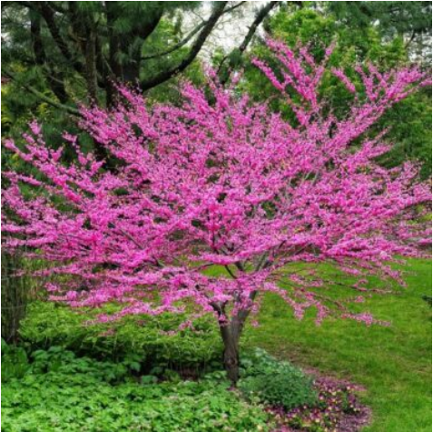 Redbud, Eastern Single-Stem