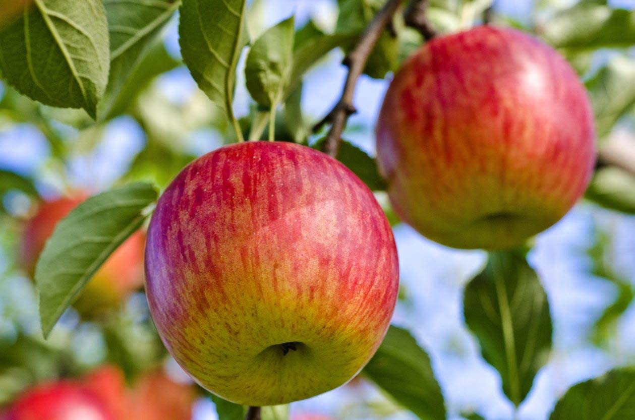 Apple, 'Red Fuji'