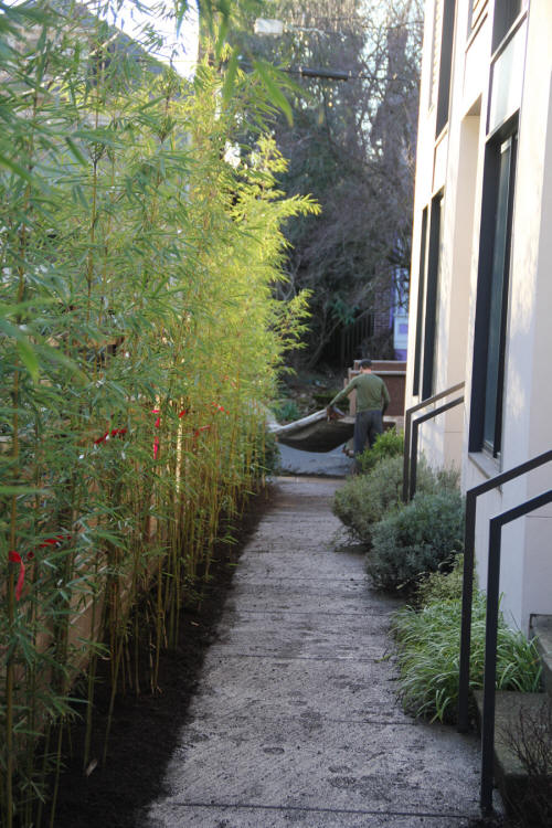 Fargesia robusta 'Campbell' Robusta | Bamboo Garden