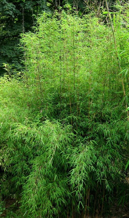 Fargesia sp. 'Jiuzhaigou' I Red Dragon | Bamboo Garden