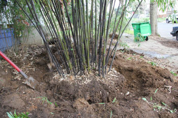 Bamboo Grove Maintenance & Thinning | Bamboo Garden