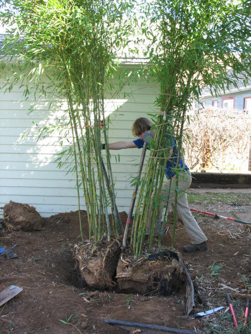 Bamboo Grove Maintenance & Thinning | Bamboo Garden