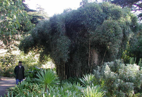 Thamnocalamus tessellatus Bergbamboes | Bamboo Garden