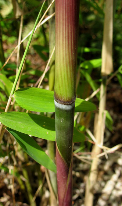Thamnocalamus spathiflorus 'Nyalam' | Bamboo Garden