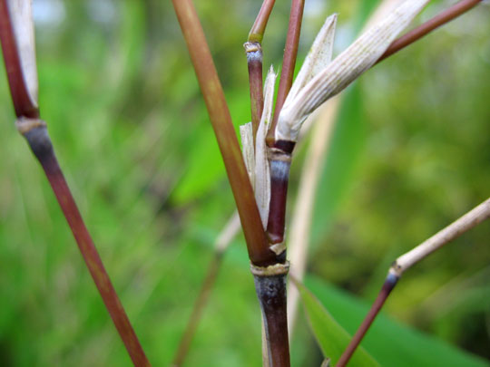 Thamnocalamus spathiflorus 'Nyalam' | Bamboo Garden