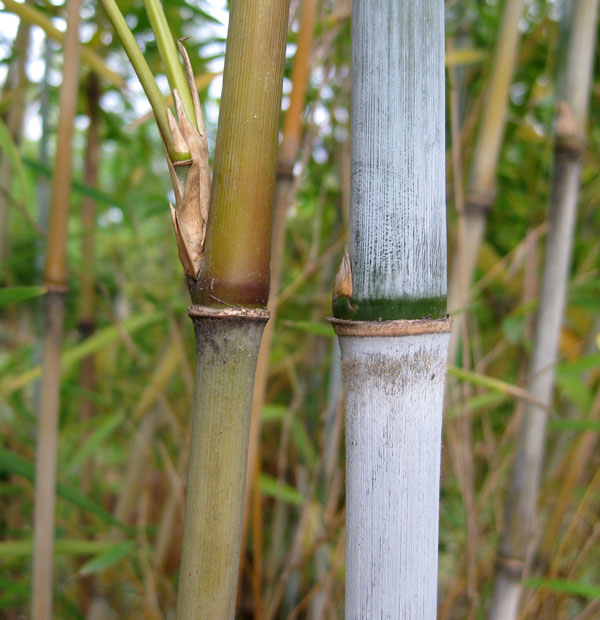 Borinda boliana | Bamboo Garden