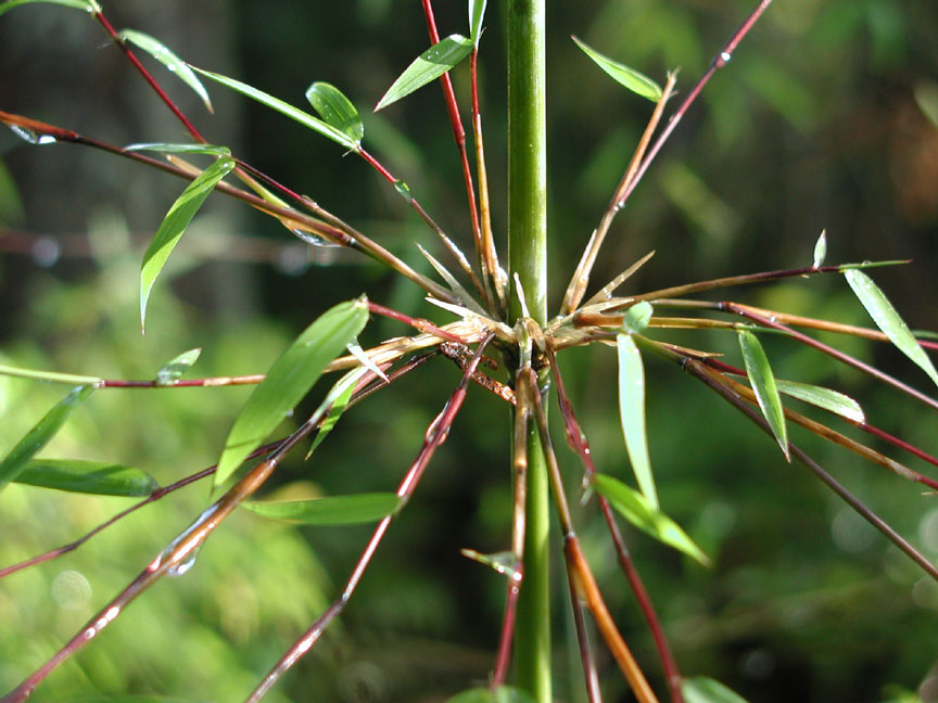 Borinda boliana | Bamboo Garden
