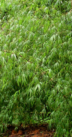 Borinda boliana | Bamboo Garden