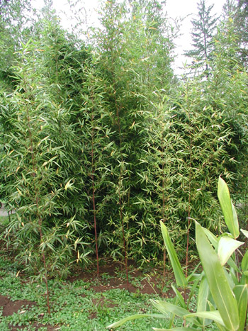 Semiarundinaria fastuosa Temple Bamboo, Narihira Bamboo | Bamboo Garden