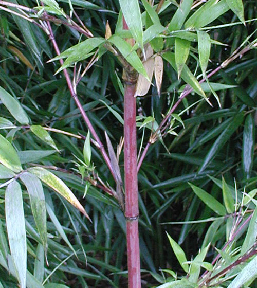 Semiarundinaria sp. 'Fall Red' | Bamboo Garden
