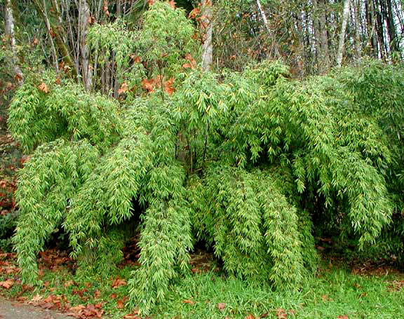 Borinda yulongshanensis (Linder) | Bamboo Garden