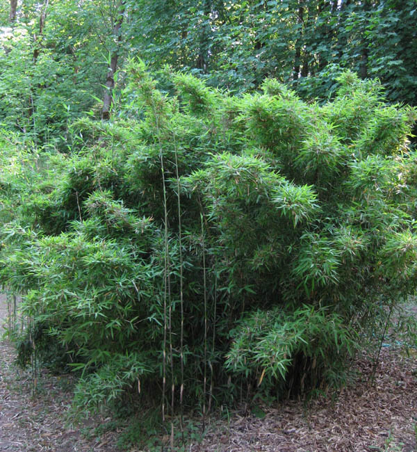 Browse Midsize Running Bamboo | Bamboo Garden