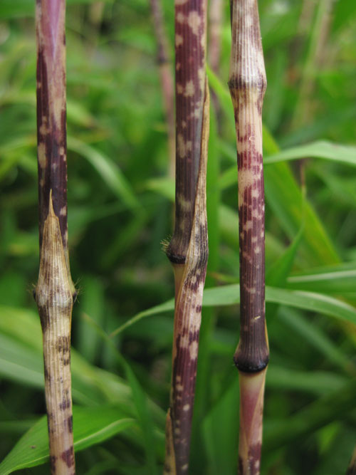 Browse Indoor Bamboo