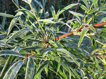Chusquea culeou 'Caña Prieta' (Formerly Chusquea nigricans) | Bamboo Garden