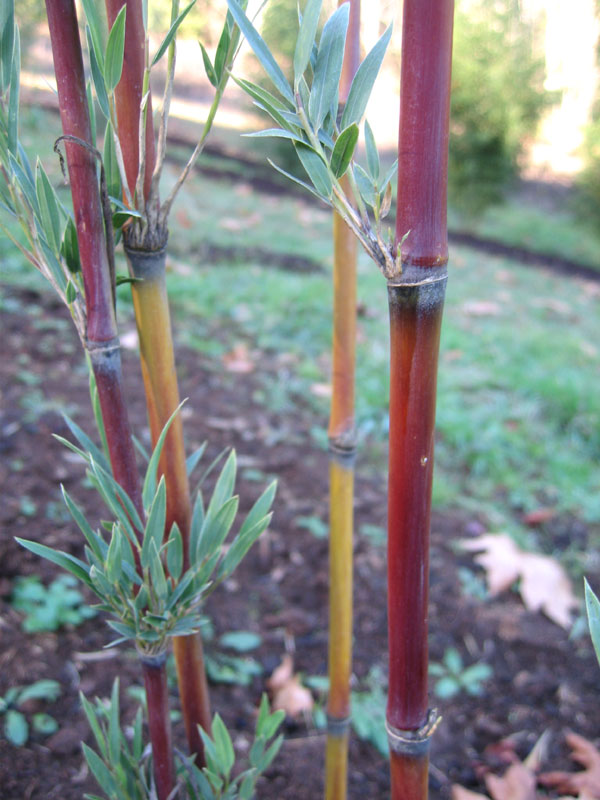 Chusquea culeou 'Caña Prieta' (Formerly Chusquea nigricans) | Bamboo Garden