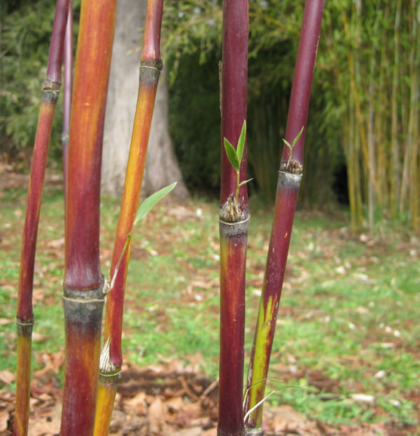 Chusquea culeou 'Caña Prieta' (Formerly Chusquea nigricans) | Bamboo Garden