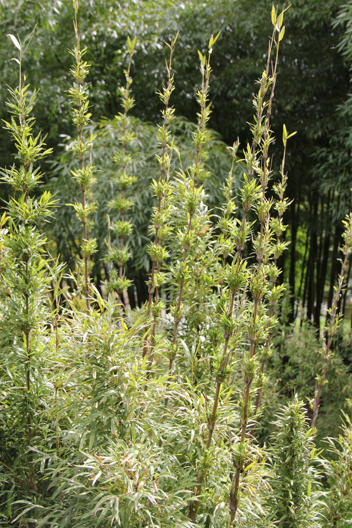 Chusquea culeou 'Hillier' | Bamboo Garden