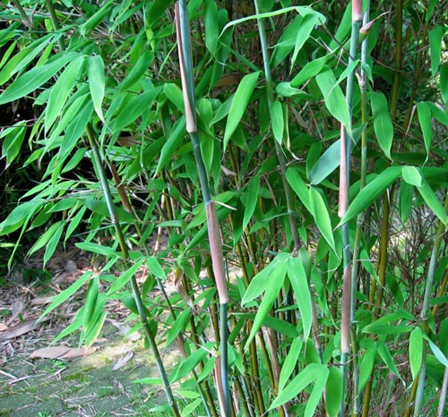 Cold Hardy Bamboo | Bamboo Garden