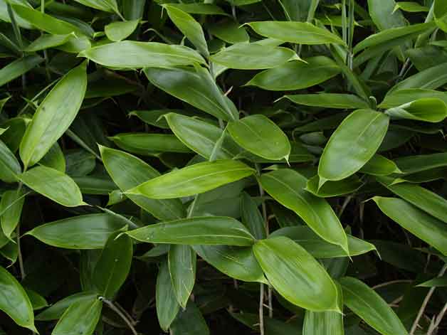 Sasa veitchii | Bamboo Garden