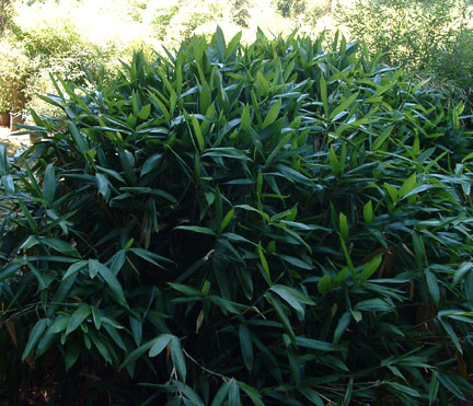 Cold Hardy Bamboo | Bamboo Garden
