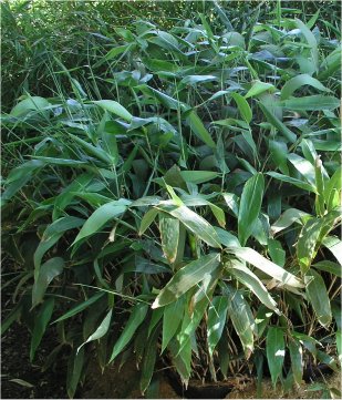 Cold Hardy Bamboo | Bamboo Garden