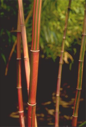 Himalayacalamus falconeri 'Damarapa' Candy Cane Bamboo | Bamboo Garden