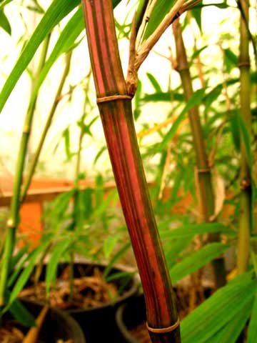 Himalayacalamus falconeri 'Damarapa' Candy Cane Bamboo | Bamboo Garden