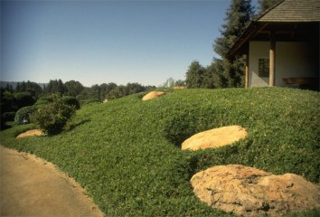 Pleioblastus pygmaeus Pygmy Bamboo | Bamboo Garden