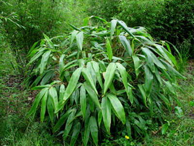 Cold Hardy Bamboo | Bamboo Garden