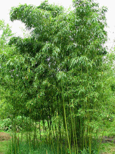 Cold Hardy Bamboo | Bamboo Garden