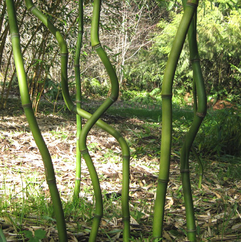 Cold Hardy Bamboo | Bamboo Garden