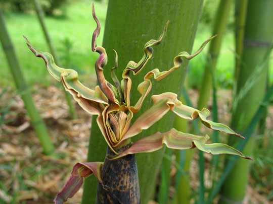 Phyllostachys vivax Chinese Timber Bamboo | Bamboo Garden