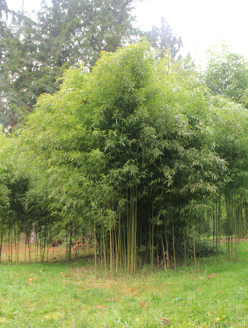 Cold Hardy Bamboo | Bamboo Garden
