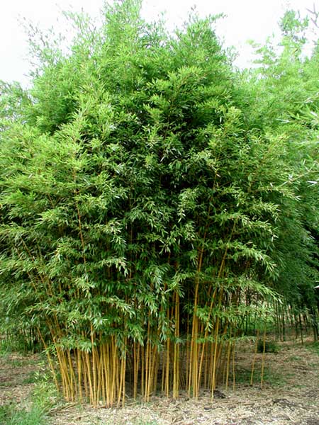 Cold Hardy Bamboo | Bamboo Garden