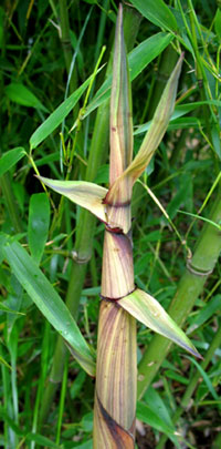 Phyllostachys decora Beautiful Bamboo | Bamboo Garden