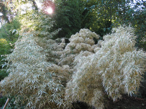 Phyllostachys bambusoides 'Richard Haubrich' | Bamboo Garden