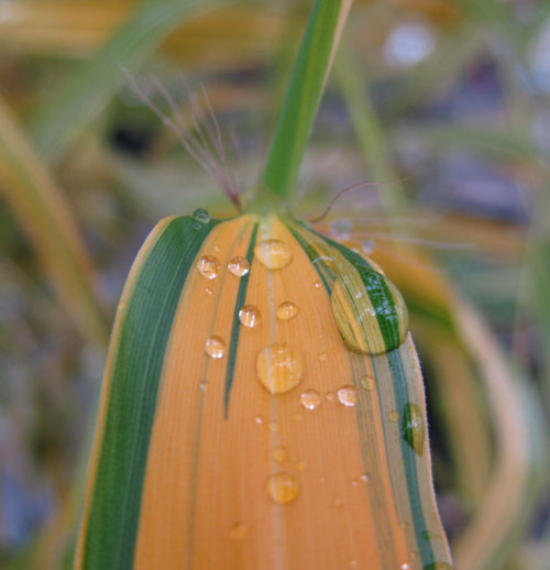 Phyllostachys bambusoides 'Richard Haubrich' | Bamboo Garden