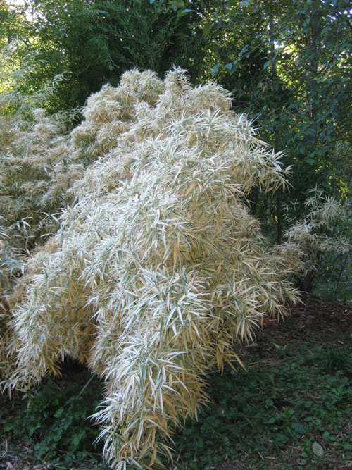 Phyllostachys bambusoides 'Richard Haubrich' | Bamboo Garden