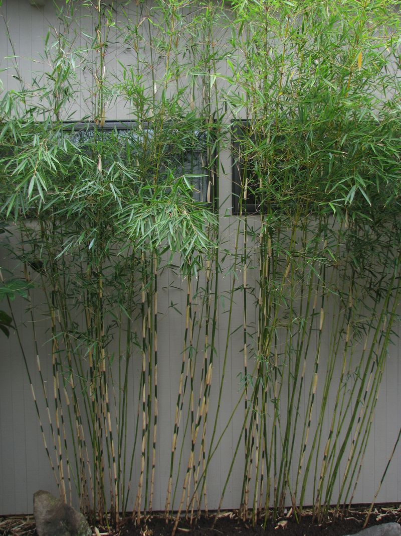 Fargesia robusta 'Campbell' Robusta | Bamboo Garden