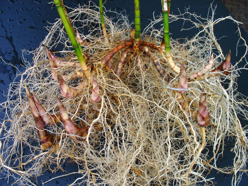 Fargesia robusta 'Campbell' Robusta | Bamboo Garden