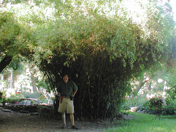Bamboo Types | Browse Bamboo Garden