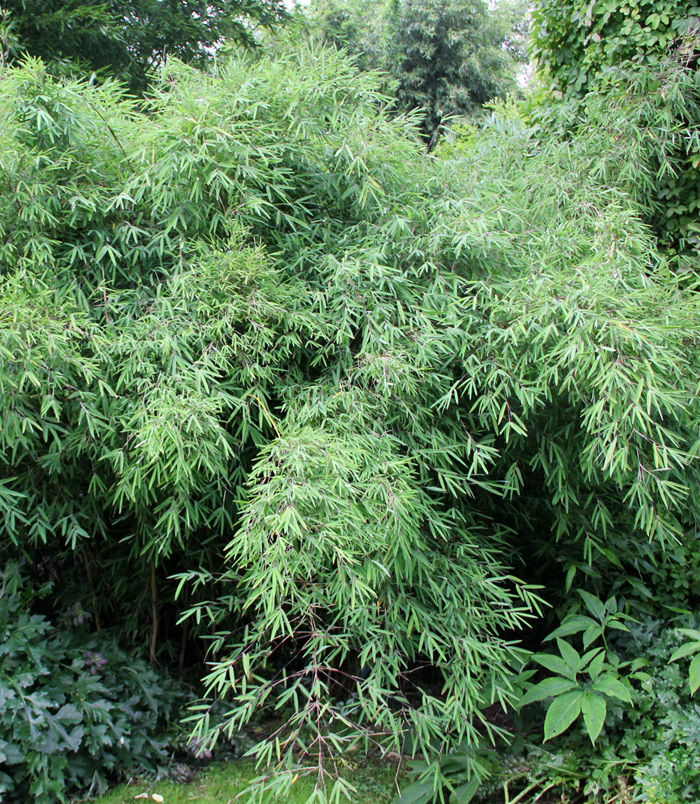 Borinda yulongshanensis (Linder) | Bamboo Garden