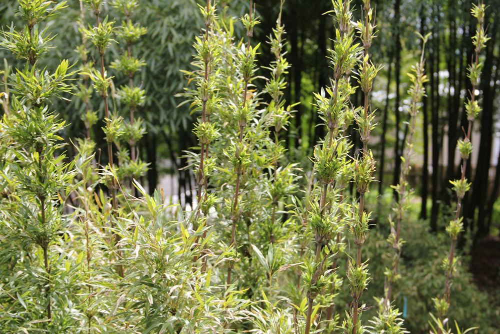 Chusquea culeou 'Hillier' | Bamboo Garden