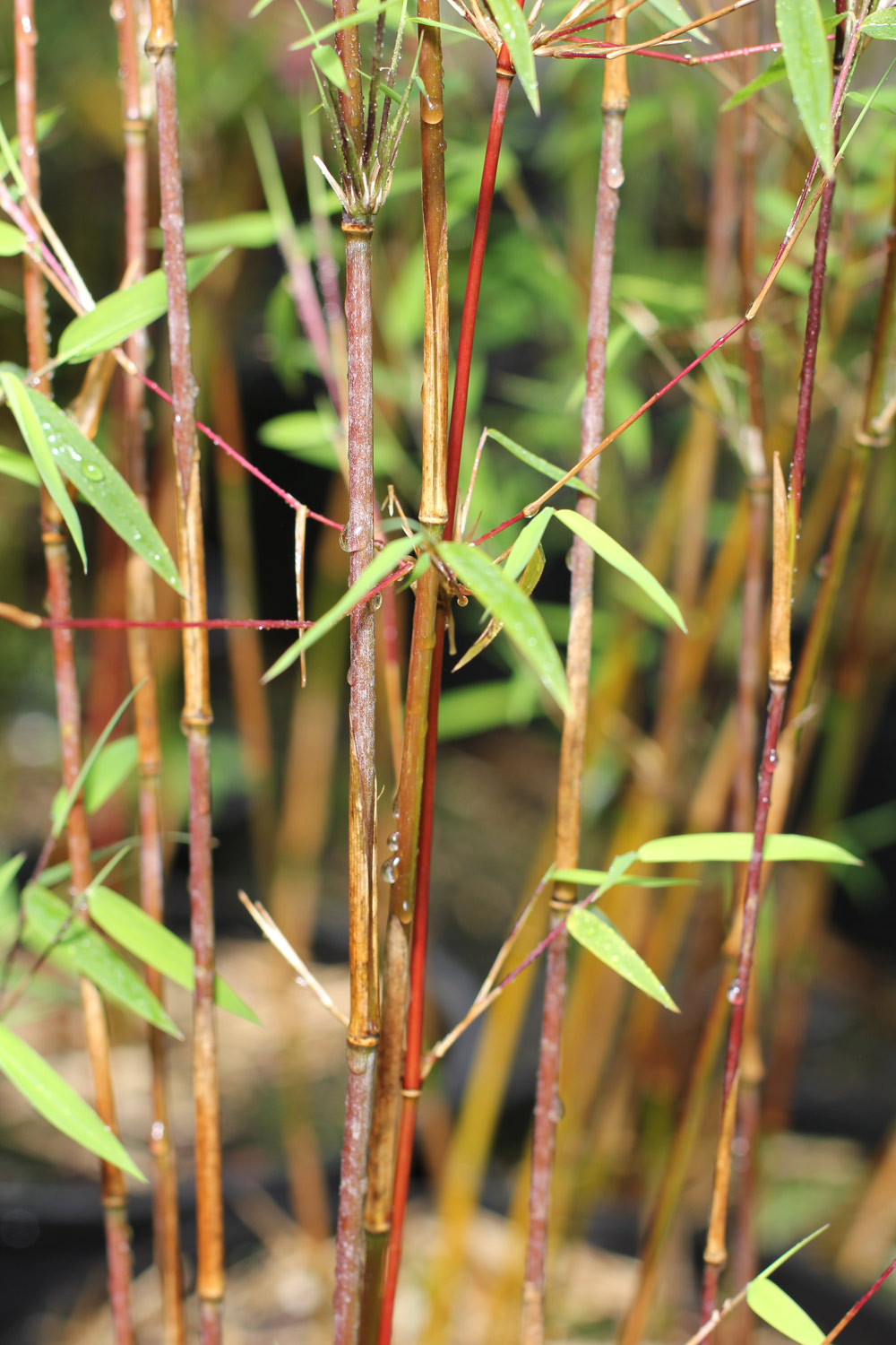 Cold Hardy Bamboo | Bamboo Garden